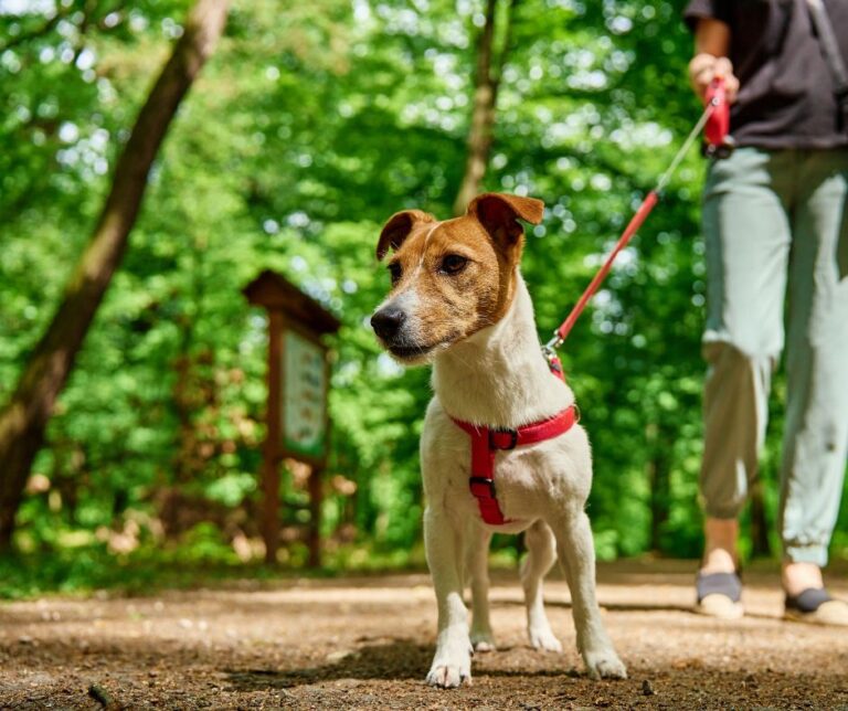 Overview of Ohio Dog Bite Reporting Requirements | Free Consultation